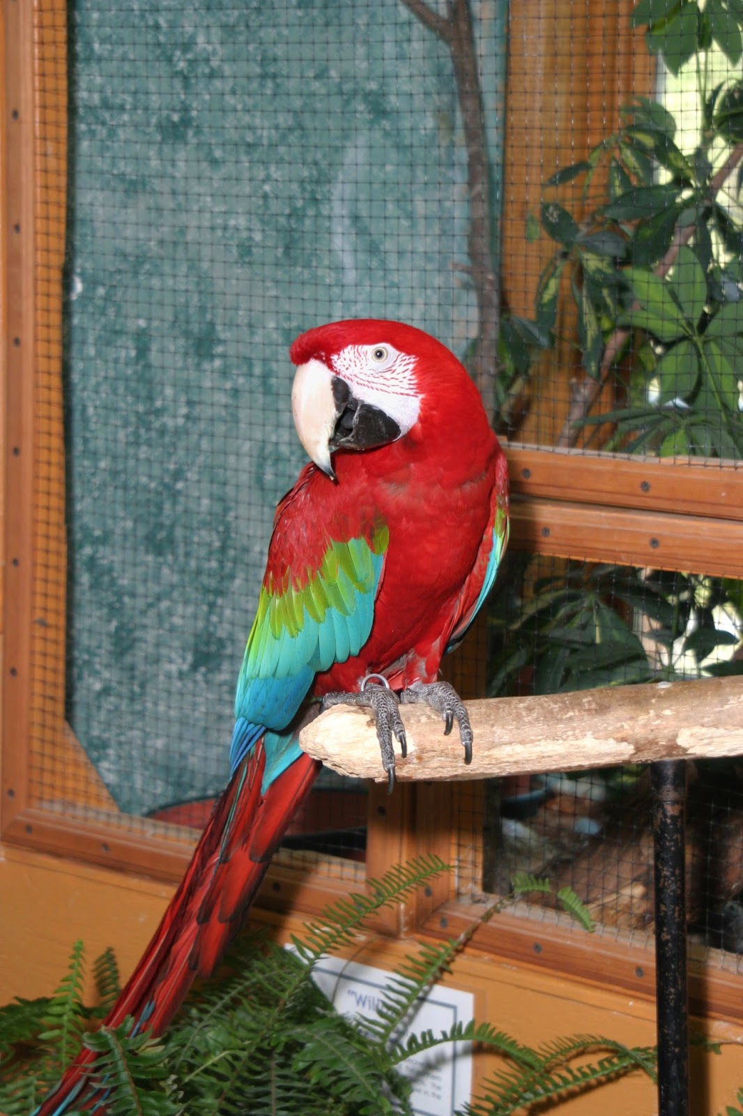 World Bird Sanctuary: Rio The Gentle Giant