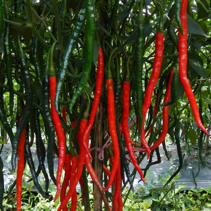 4 Langkah Menanam Cabai Keriting di Pot Halaman Rumah - Informasi ...