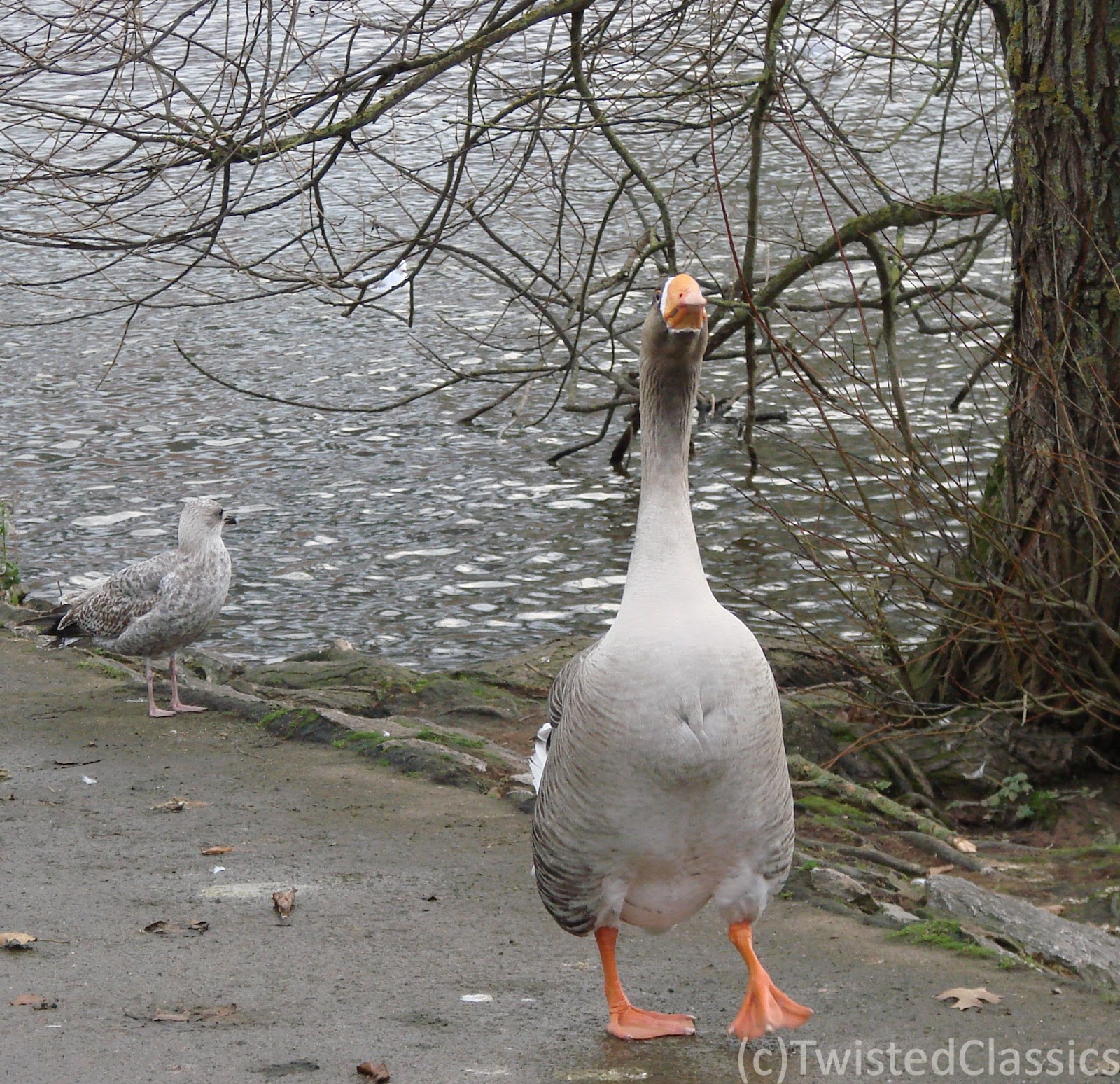 Birds and wildlife: Toulouse geese in Exeter