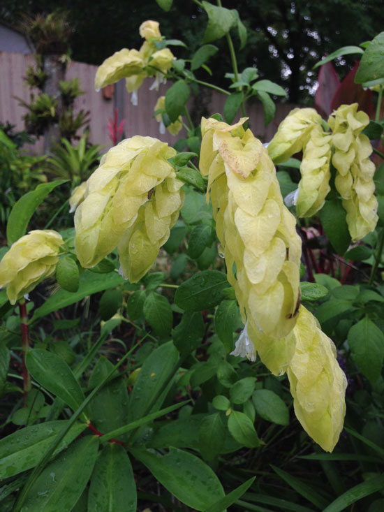 The Rainforest Garden: What's Blooming in my July Garden