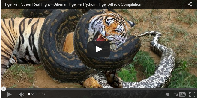 Tiger vs Python Real Fight | Siberian Tiger vs Python | Tiger Attack ...