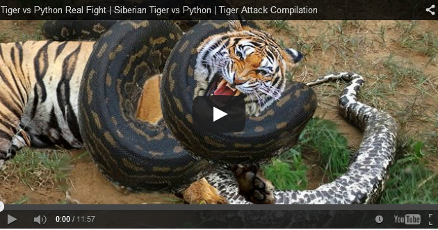 Tiger vs Python Real Fight | Siberian Tiger vs Python | Tiger Attack ...