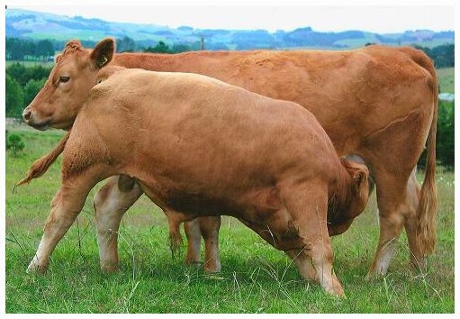 Generalidades de la Ganadería Bovina.: Gelbvieh