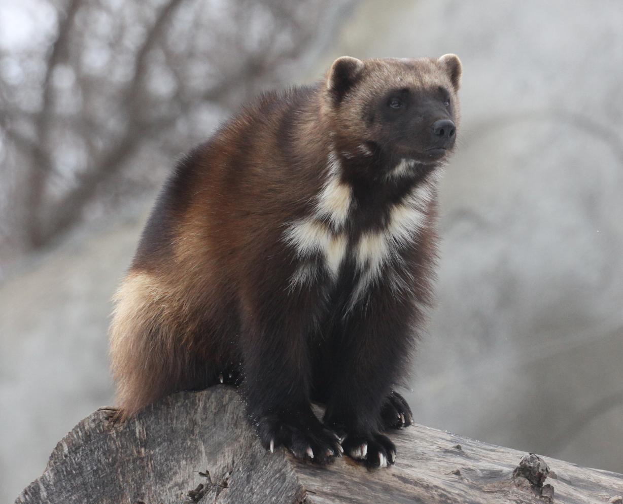 Michigan Exposures: Bring on the Wolverines...