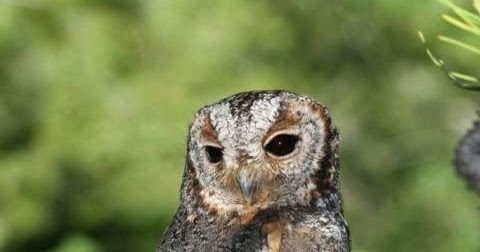 Tierra de lechuzas, búhos, mochuelos, autillos, cárabos: Autillo ...