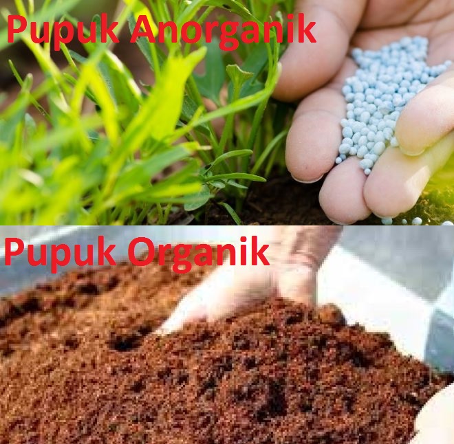 Konsep Kelebihan Dan Kekurangan Pupuk Kompos Kandang Untuk Tanaman Porang,