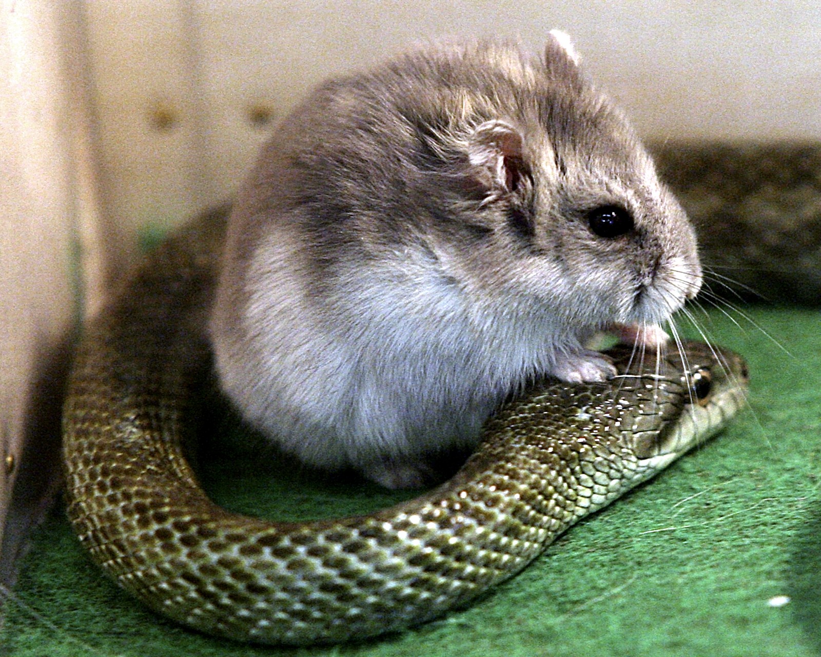 Hamsterens bedste ven