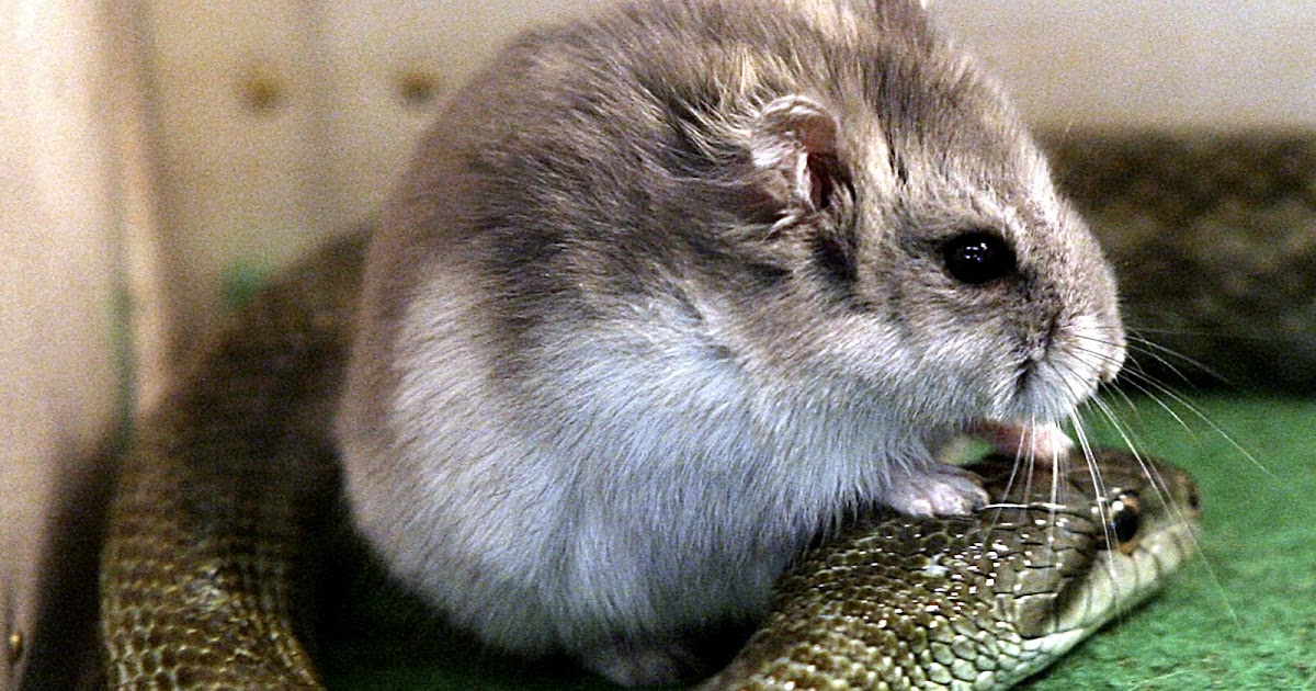 Hamsterens bedste ven