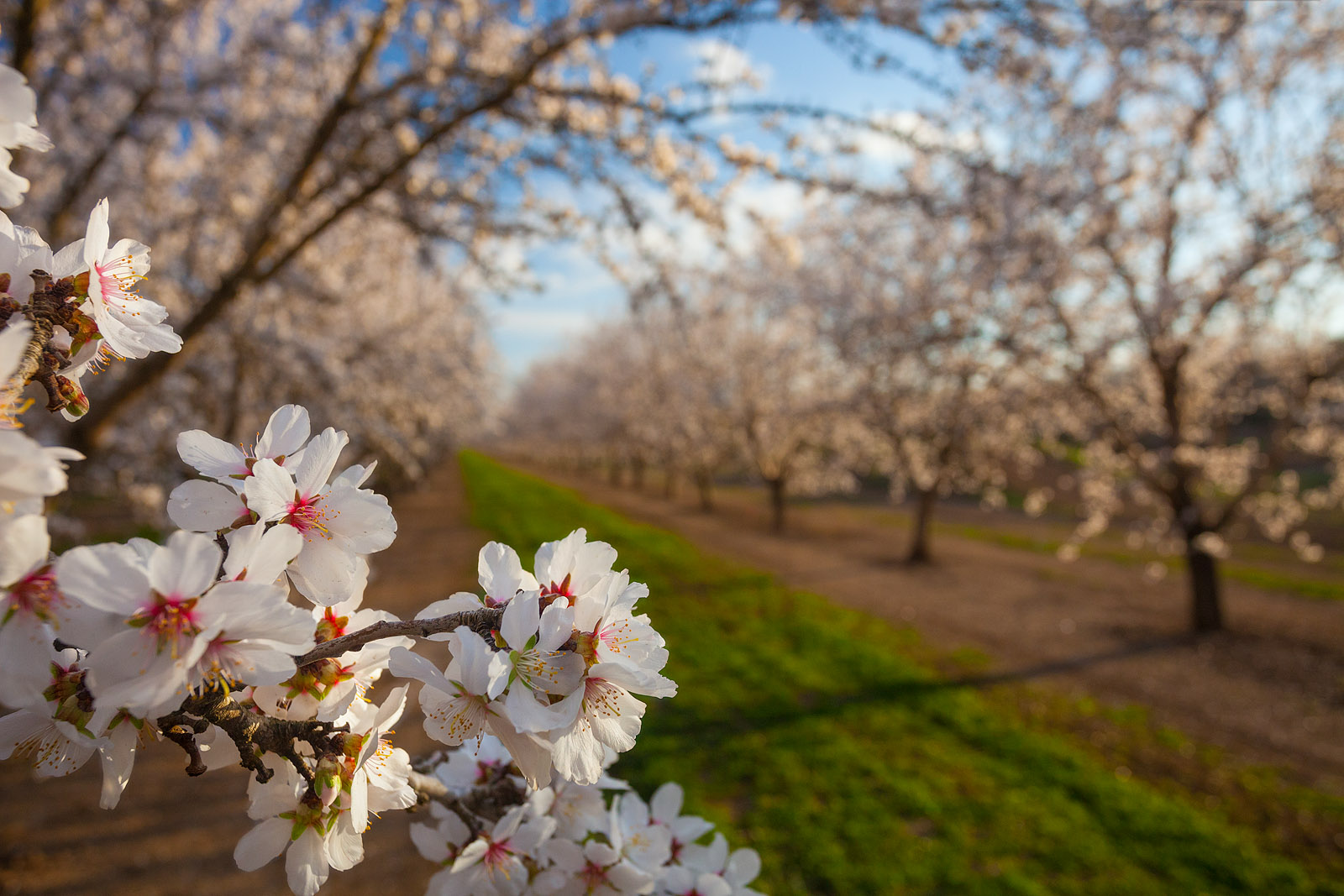 Anthony Dunn Photography: Almond Bloom in Full Bloom
