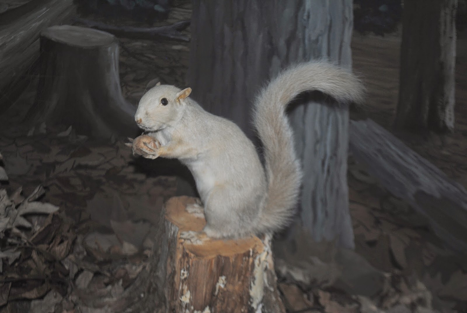 The Carpetbagger: Mammoth Cave Wildlife Museum