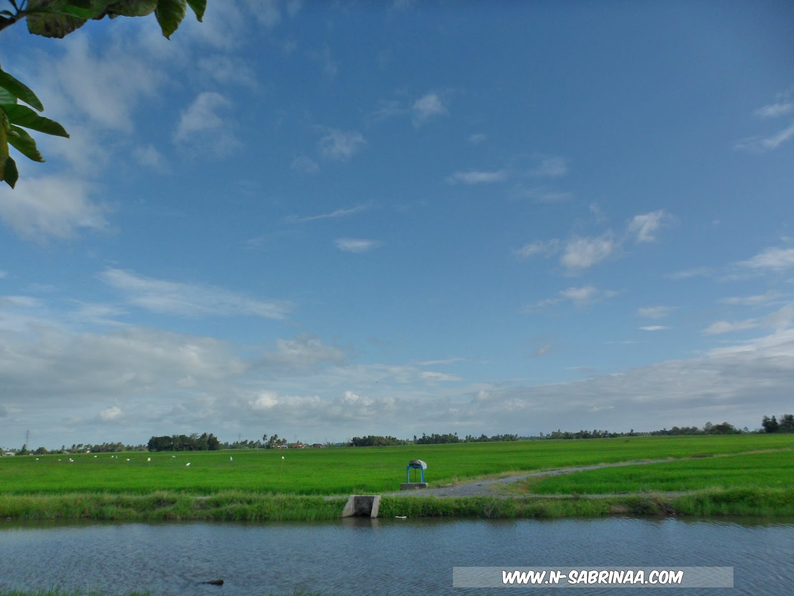 Menyusuri pemandangan sawah padi bersebelahan laut di Perlis - Catatan ...