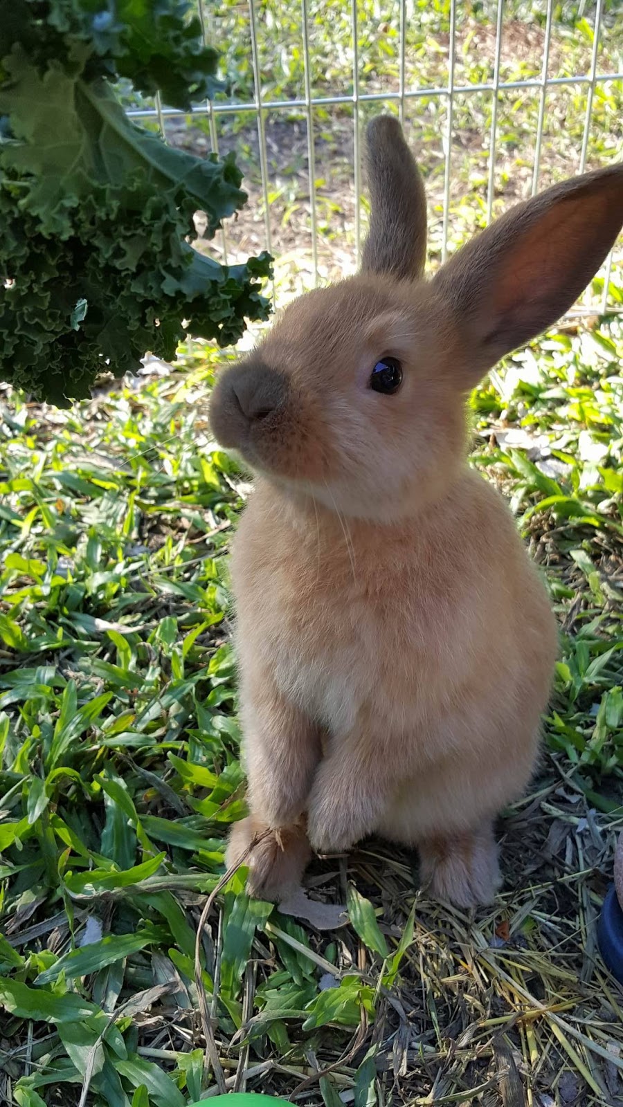 Rabbit Rescue Sanctuary: BABY RABBITS FOR ADOPTION IN TWEED HEADS ...