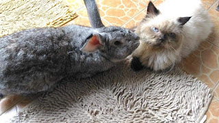 Puput 'Cat' and Bubu 'Rabbit' chatting in the morning