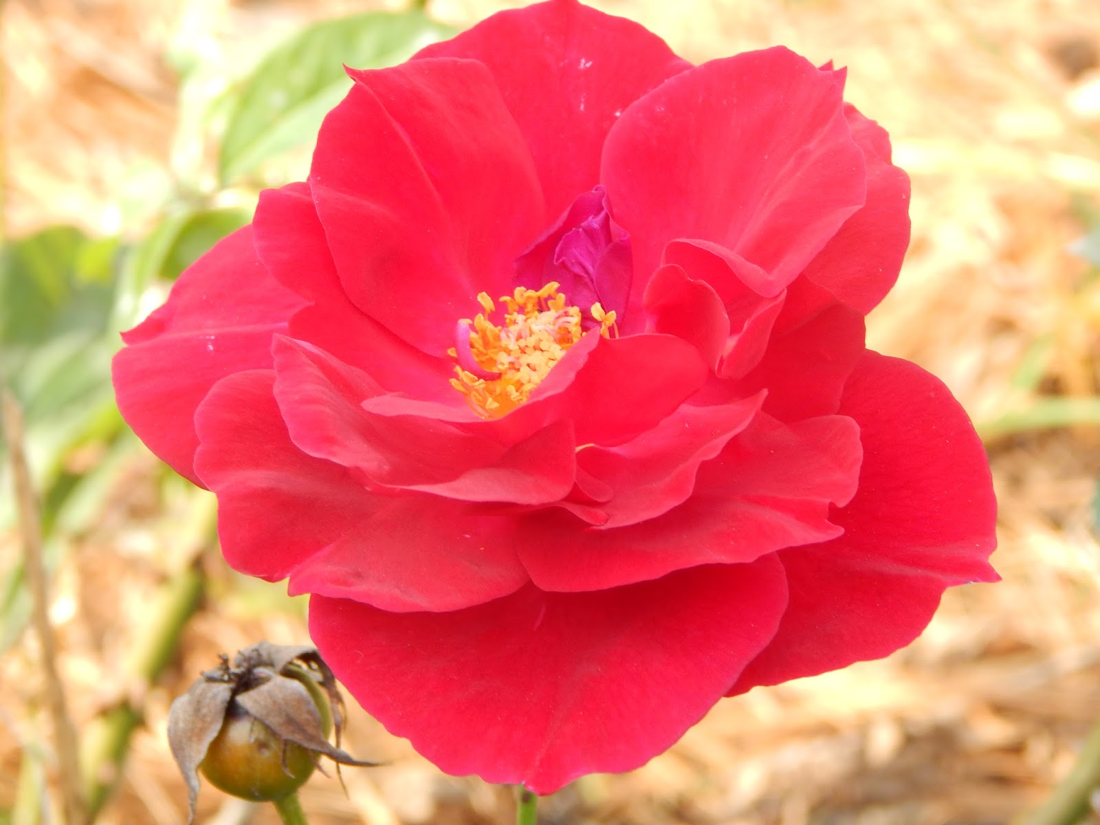 Beyond The Garden Gate: God's Paintbrush