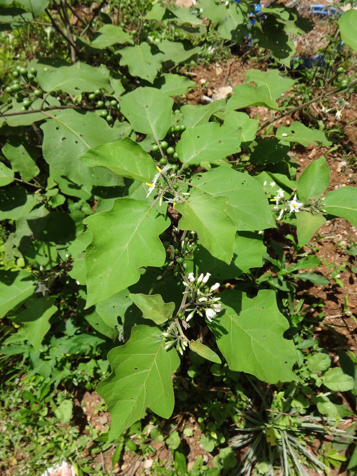Herbs from Distant Lands: Solanum torvum - Pea Aubergine, Susumber ...