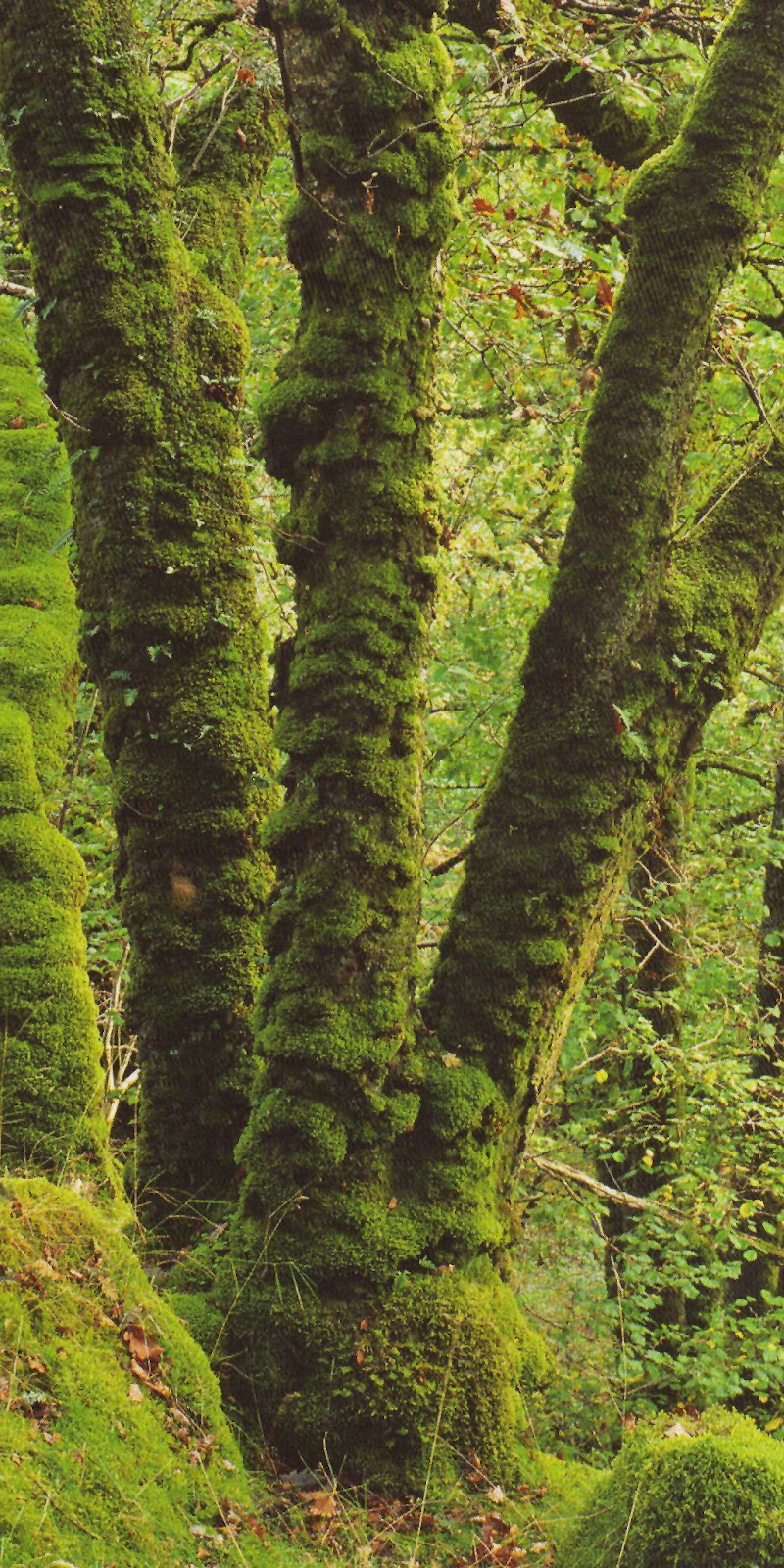 The Northumberland Naturalist: An Atlantic Oakwood