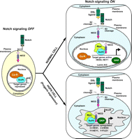 RESEARCH ON PROGERIA: charts and diagrams of the progerin cell