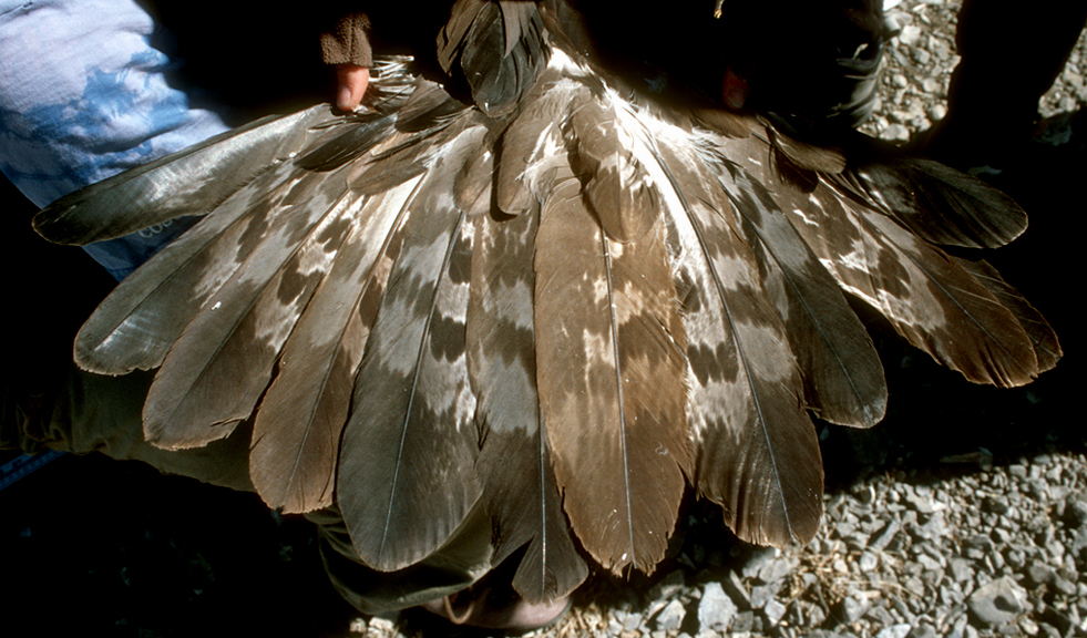 Golden Eagle Wing Feathers