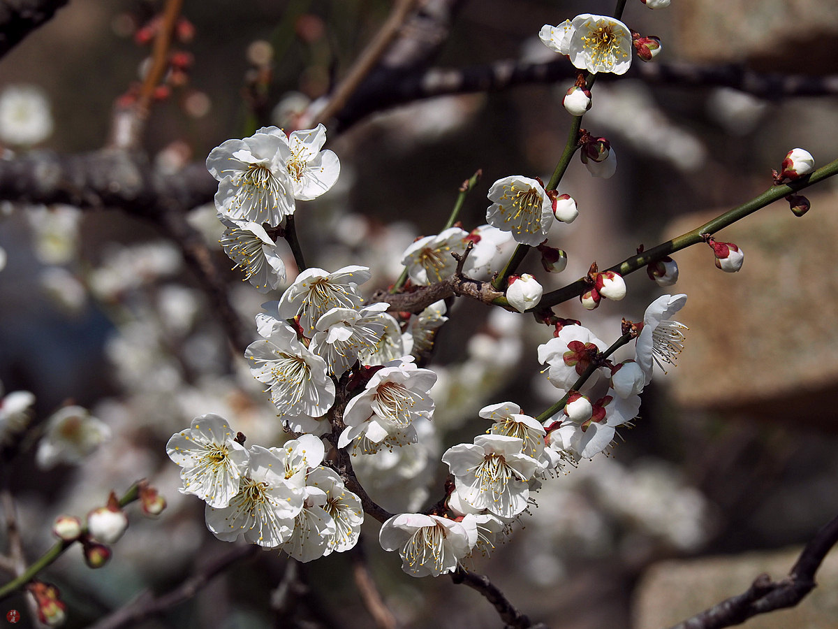FROM THE GARDEN OF ZEN: White ume (Prunus mume) flowers: Engaku-ji