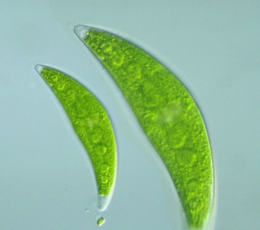 * c u r i o s i t a s *: Algae could help clean-up nuclear-accident sites