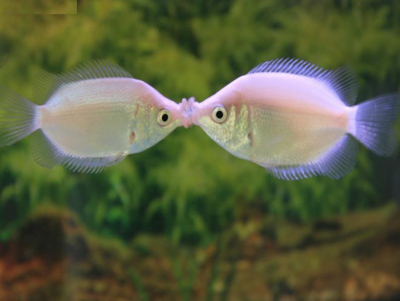 Aqua Fanatic: Kissing Gourami - Profile