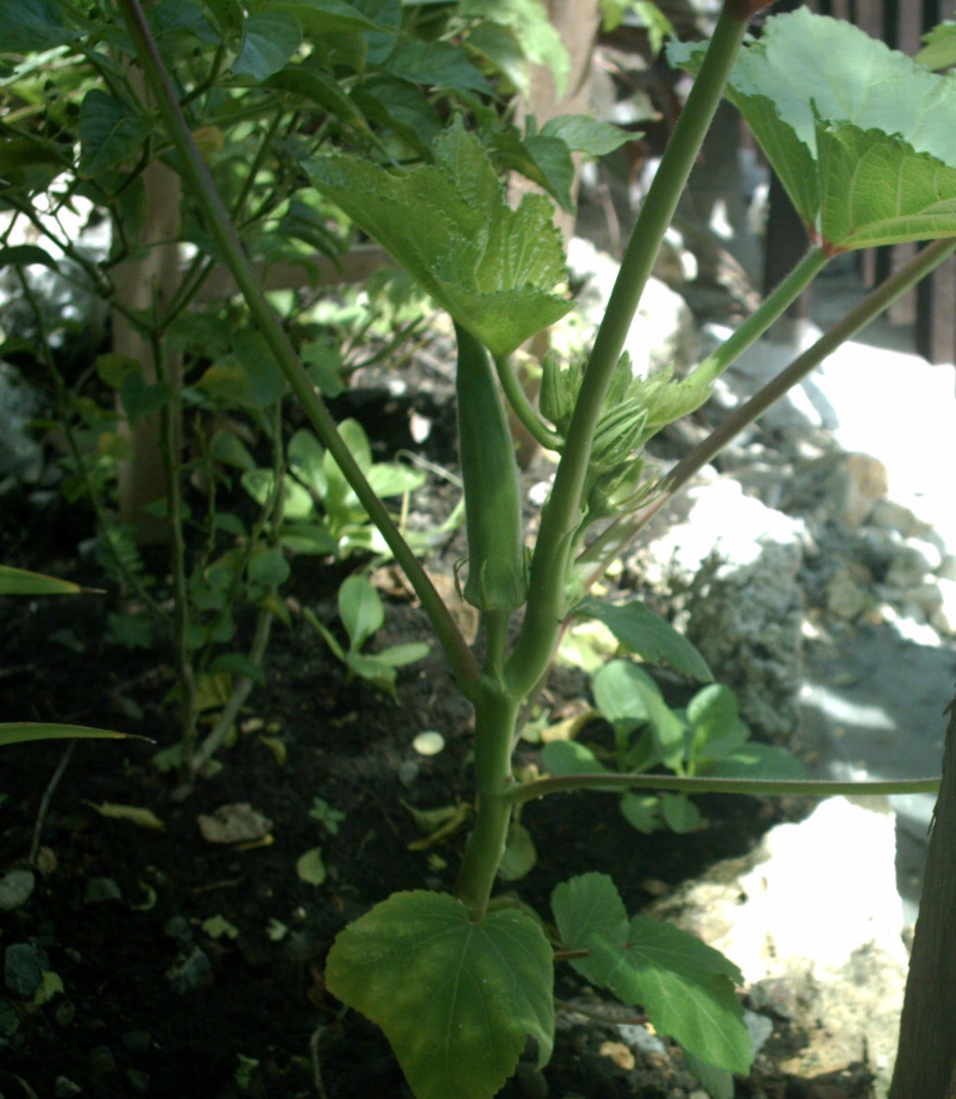 A Lady Finger or Okra Plant | Adventures Of Life