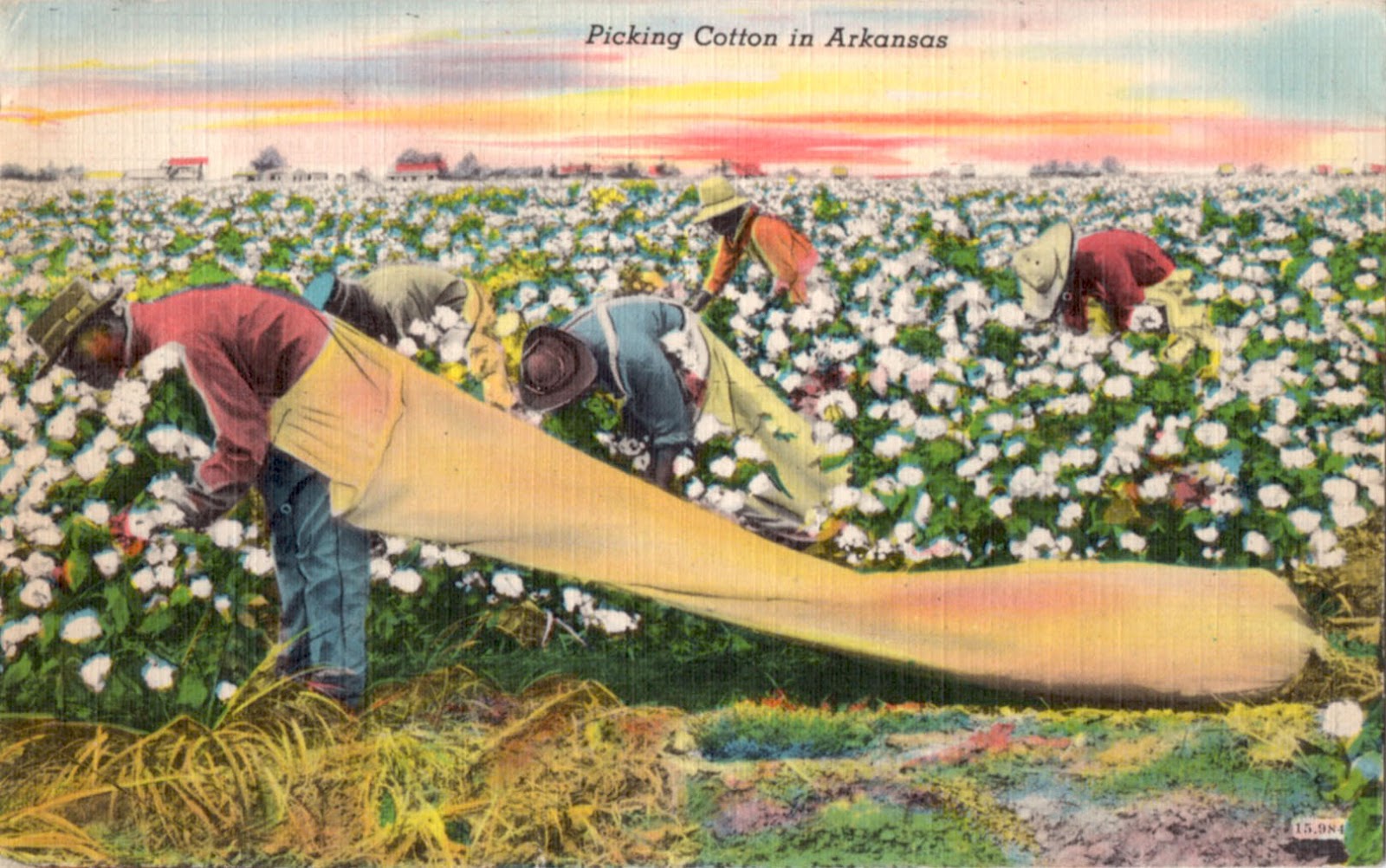 Phil Beard: Cotton Cultivation on Postcards