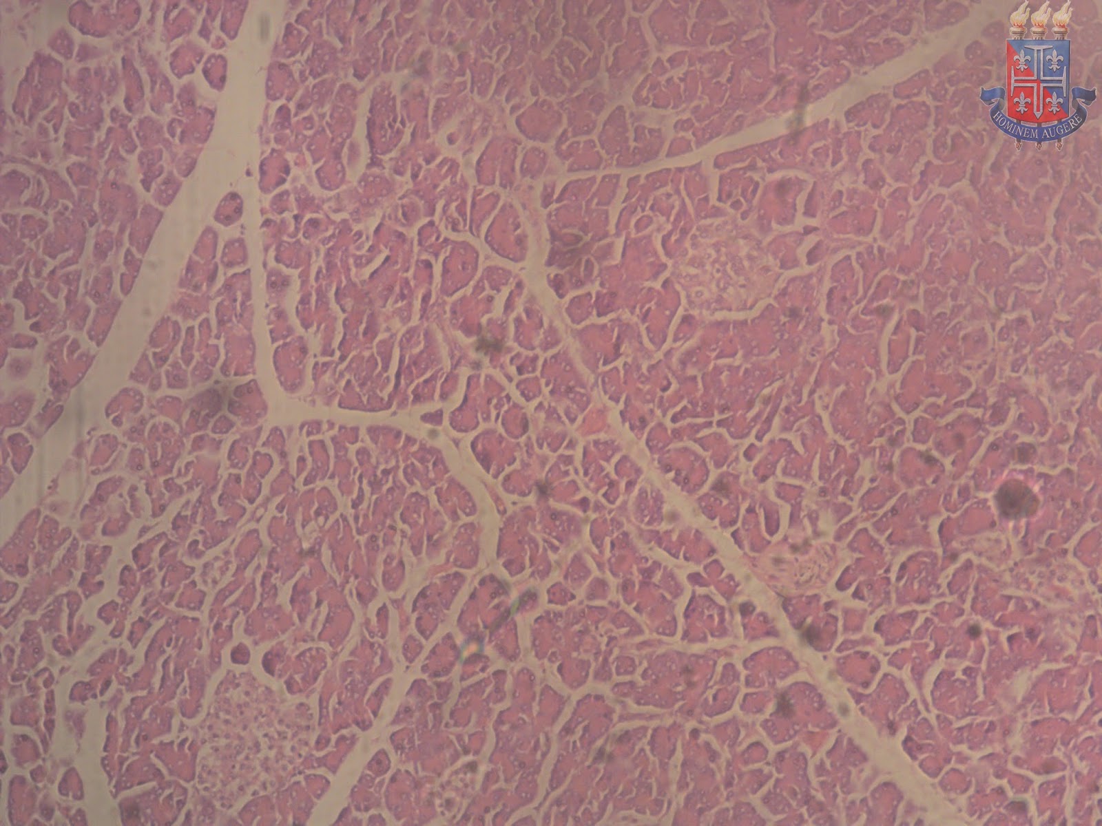 Atlas virtual de histologia e patologia: Pâncreas