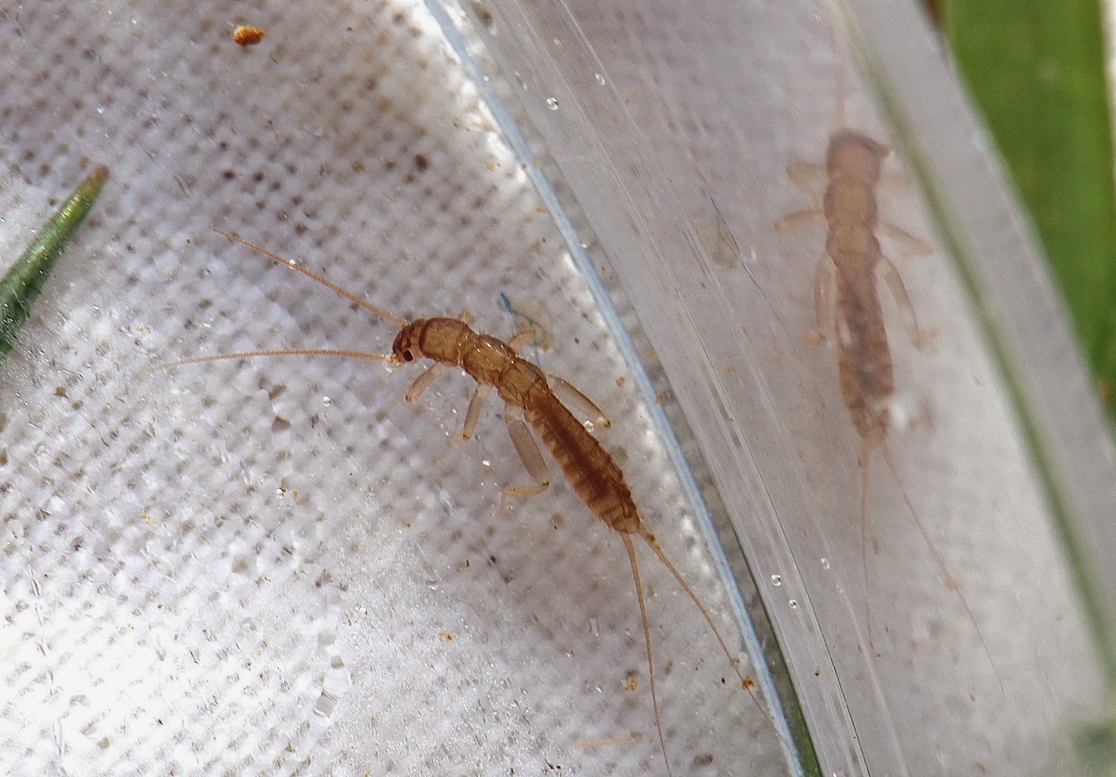 Aquatic Insects of Central Virginia: The "other" small winter stonefly ...
