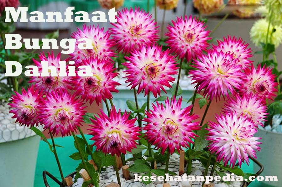 Manfaat Bunga Dahlia dan Khasiatnya bagi Kesehatan - kesehatanpedia