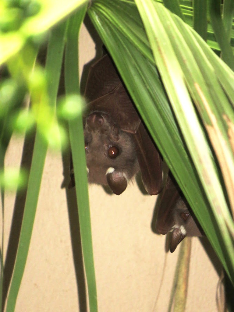 Crowned Eagle Research in KwaZulu-Natal: A bat in the hand