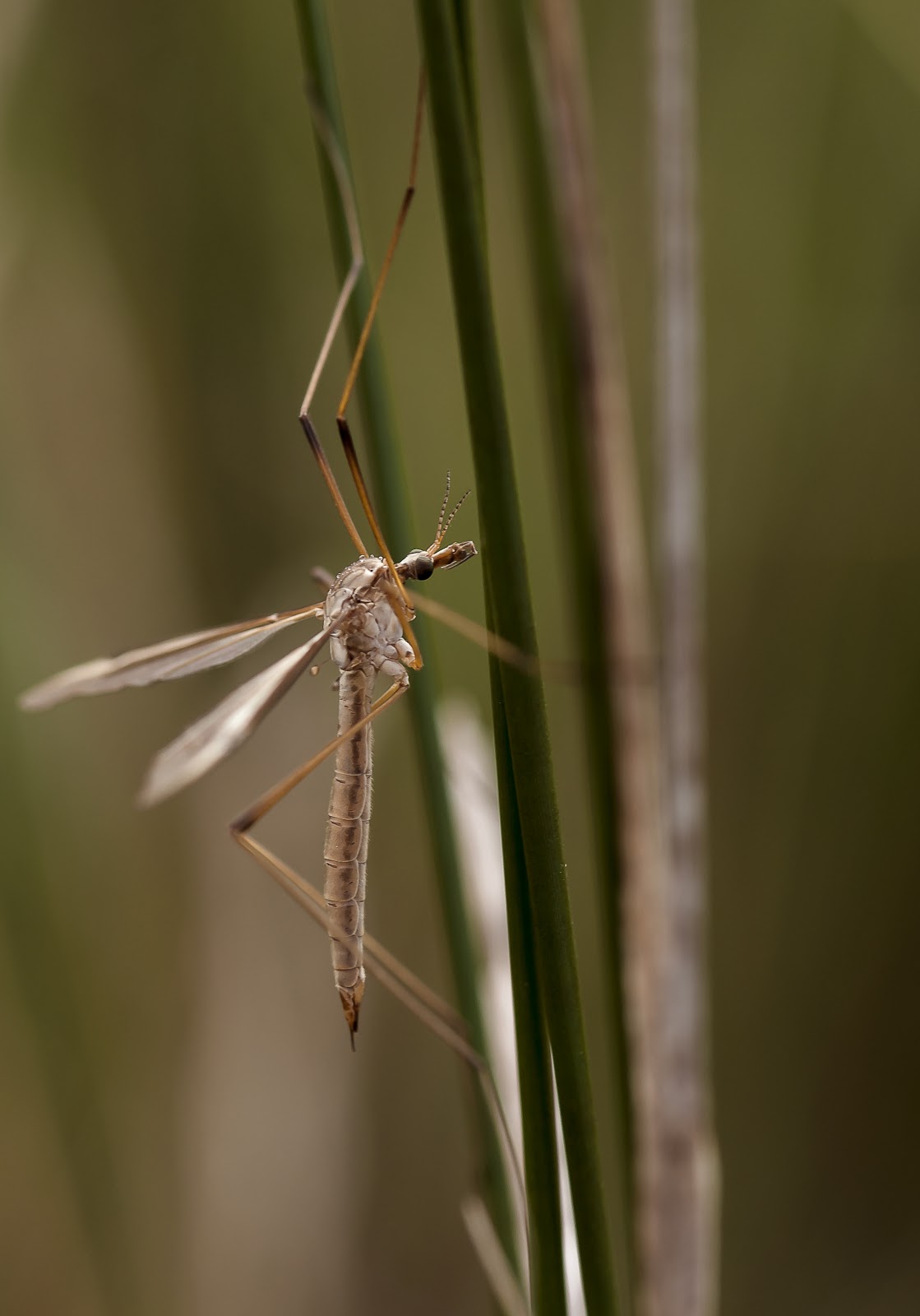 Fotografía de Naturaleza : Típulas