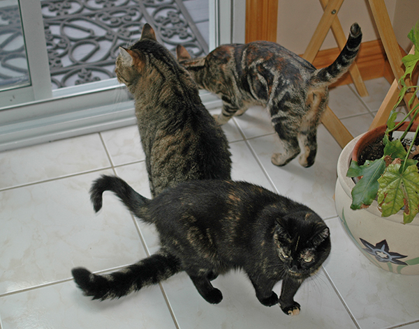 Knatolee's World: Catty McCattykins Catty Catty Cat Cat Catamania Catness!