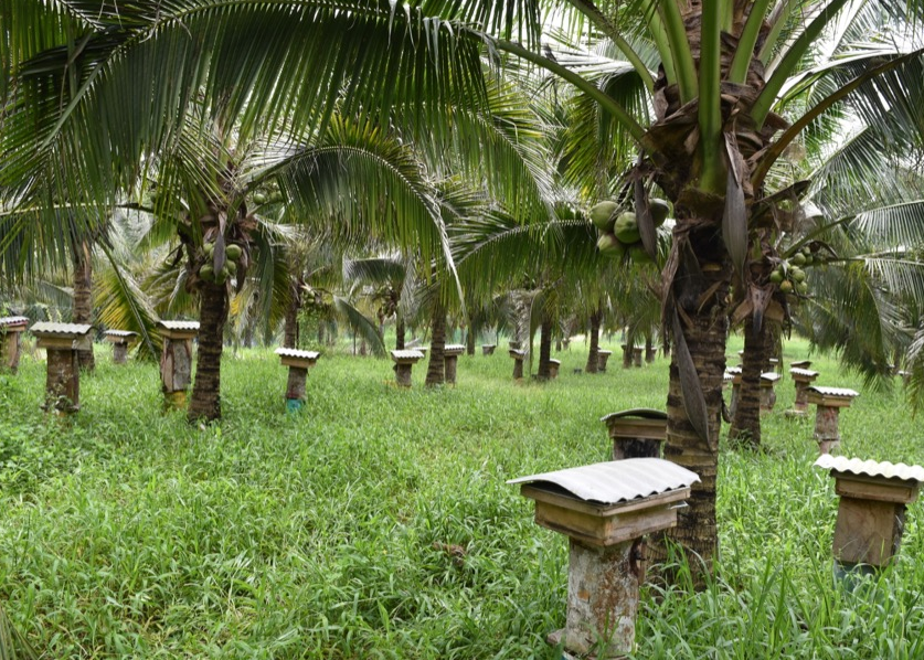 Attractions Area in Selangor: Selangor Fruit Valley (SFV)