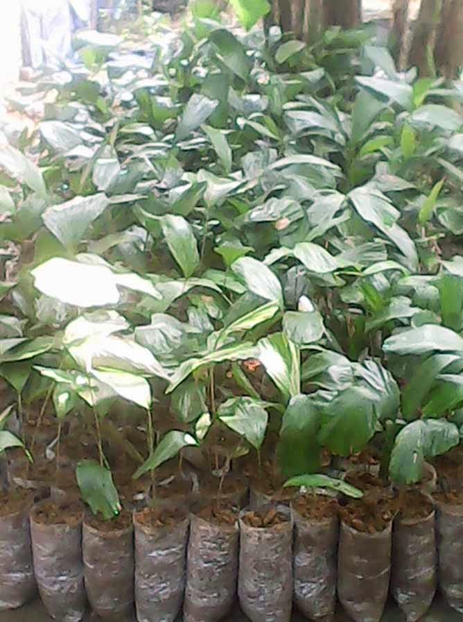 Bibit Sawit, Karet dan Aren: Budidaya Aren Lengkap