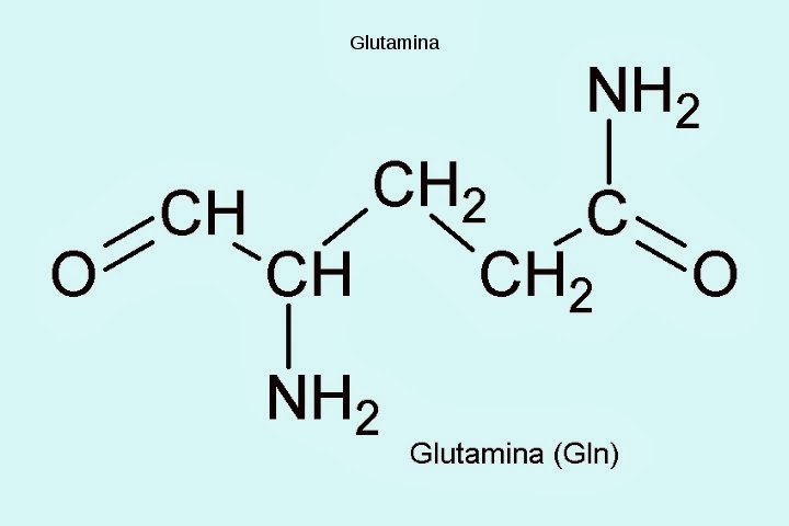TUDO SOBRE A GLUTAMINA – PARTE 1 | ENSINANDO MUSCULAÇÃO