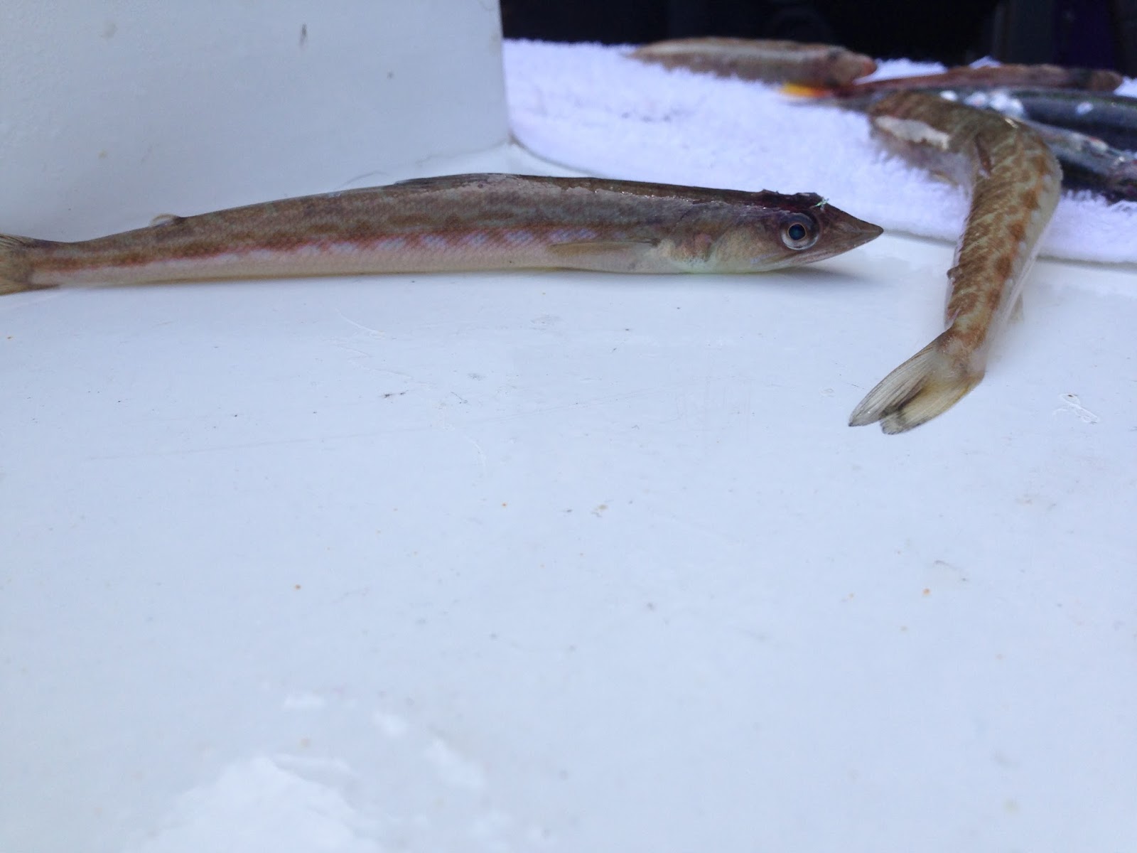 Debi Shearwater's Journeys: HALF MOON BAY PELAGIC TRIP: AUGUST 16, 2015 ...