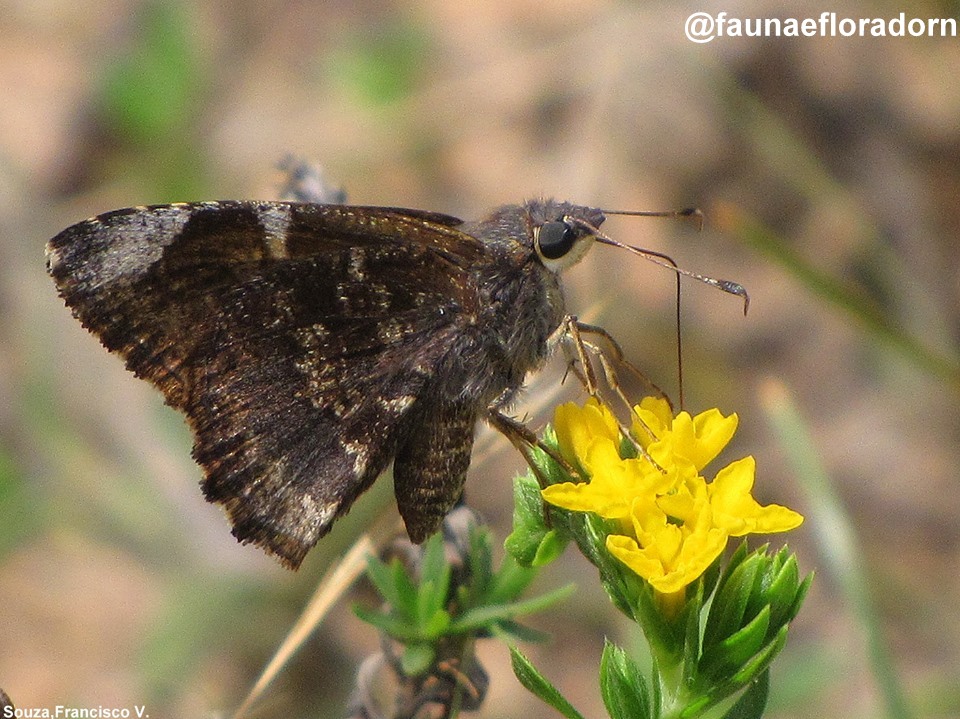 FAUNA E FLORA DO RN: novembro 2017