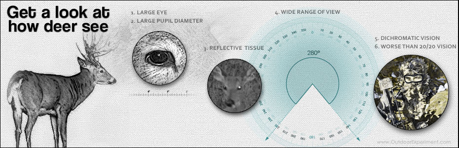 OUTDOOR EXPERIMENT: Whitetail Deer Hunting 101