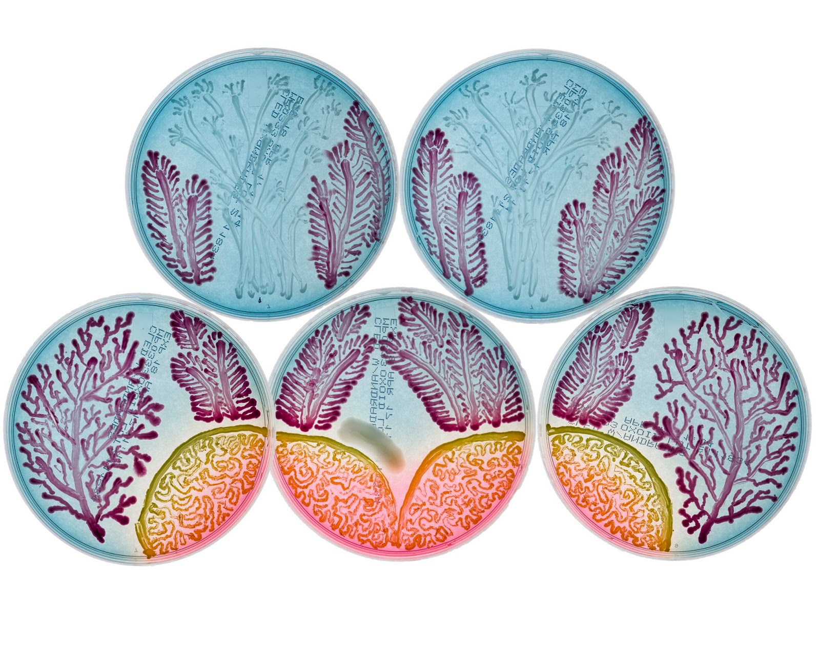 Art et Sciences #7 Microbial Art et art bactérien : des œuvres d'art ...