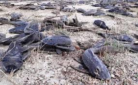 JENIS IKAN DI MALYSIA: IKAN BANDARAYA 31