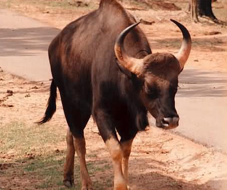 Cambodian Beginnings: Cambodia's National Mammal: The Kouprey (Reprised)