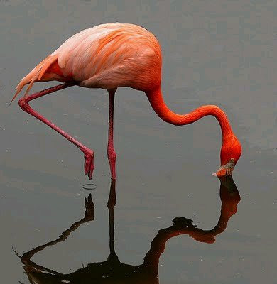Morro do Sombreiro: O Último Vôo do Flamingo-Rosa do Lobito