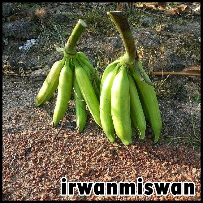 irwanmiswan: Pisang panjang pisang pendek pisang besar pisang kecik