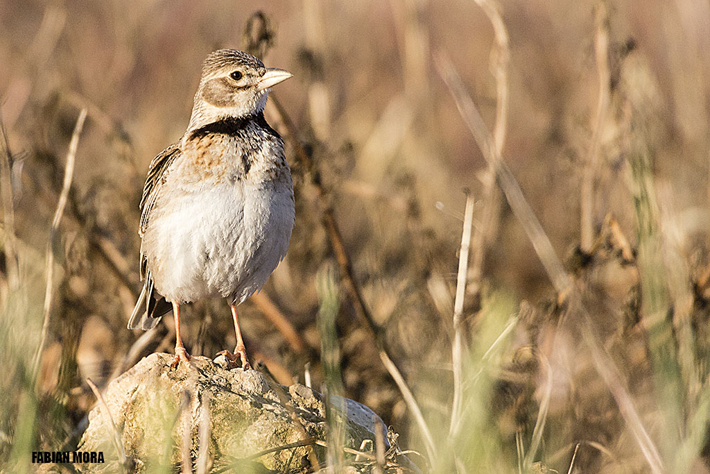 FOTO DE NATURALEZA FABIAN - MORA: Calandria común (Melanocorypha calandra)