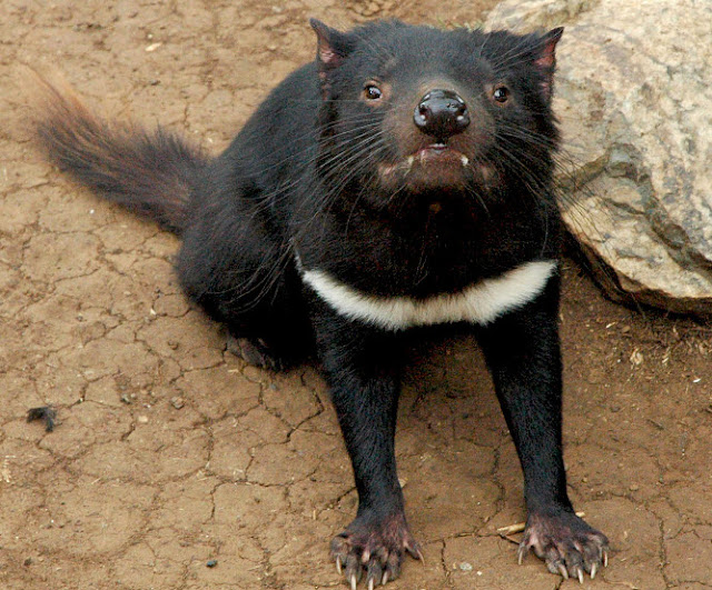 Tasmanian Devil | The Biggest Animals Kingdom