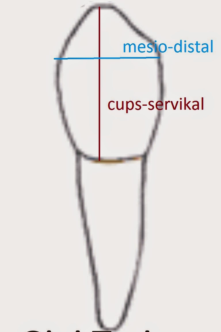 Dentist wanna be: 2014