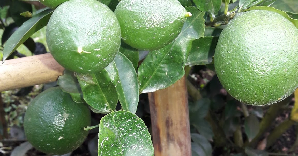 Lemon Super: Jual Bibit Lemon Super dan Buah Lemon Lembang