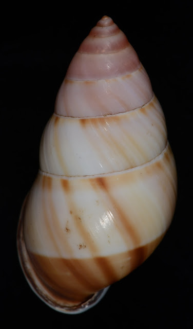 Dr. Lee's Gallery Museum: Amphidromus inversus annamiticus 56.25mm ...