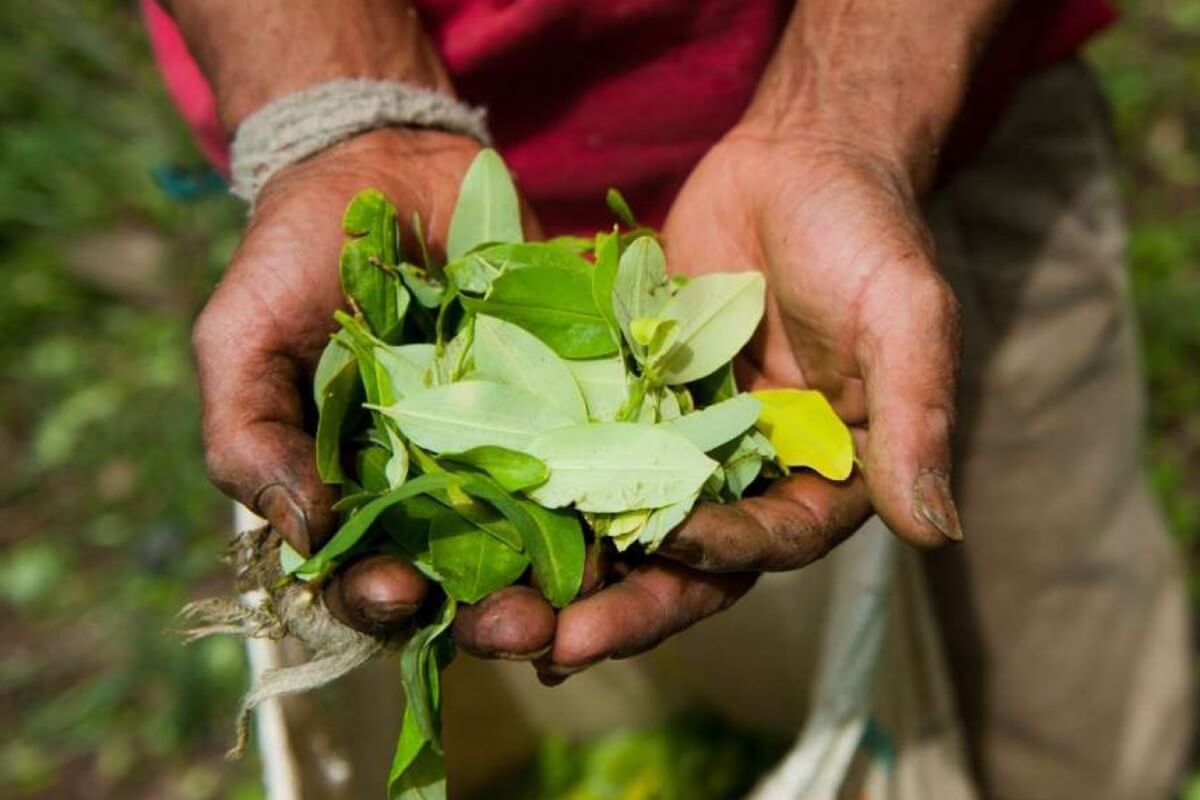 AMAZON GREEN ECOLODGE: Coca una planta poderosa